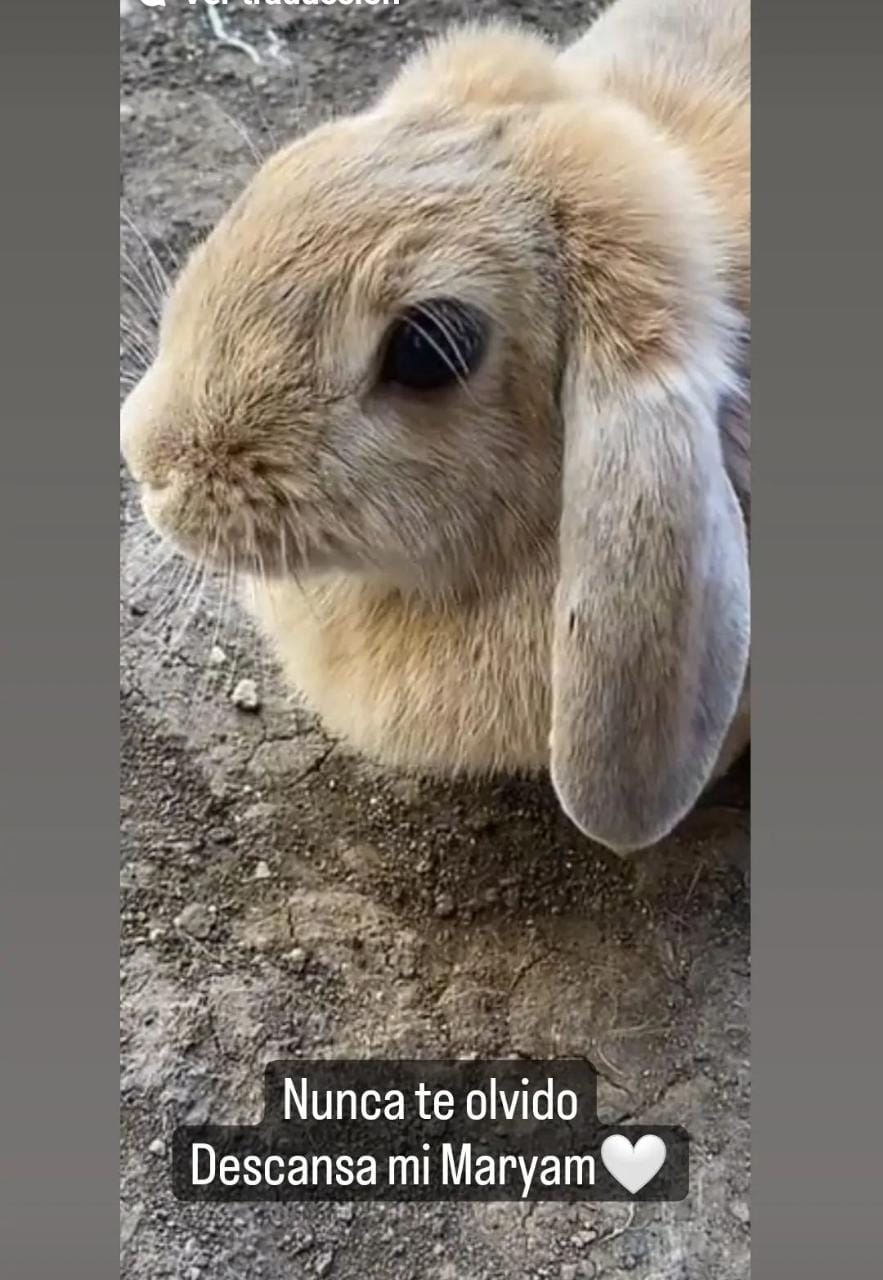 Maryam | Pet Forever