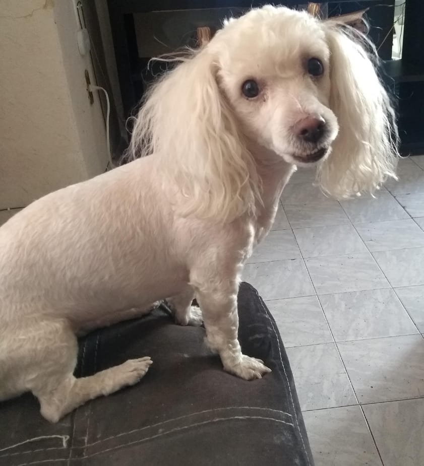 BECKY | Pet Forever