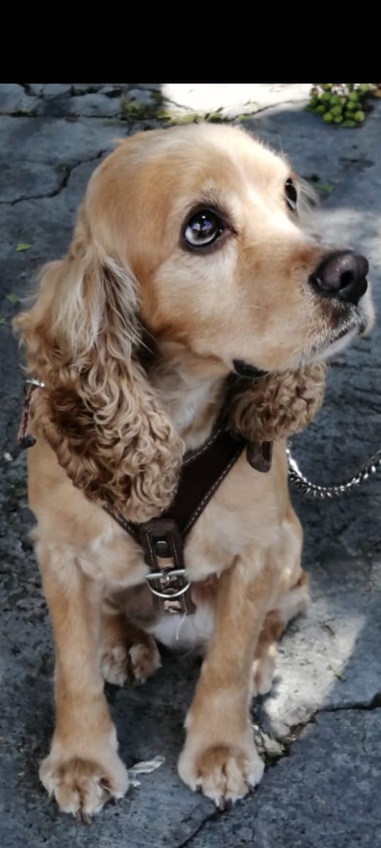 Boster | Pet Forever