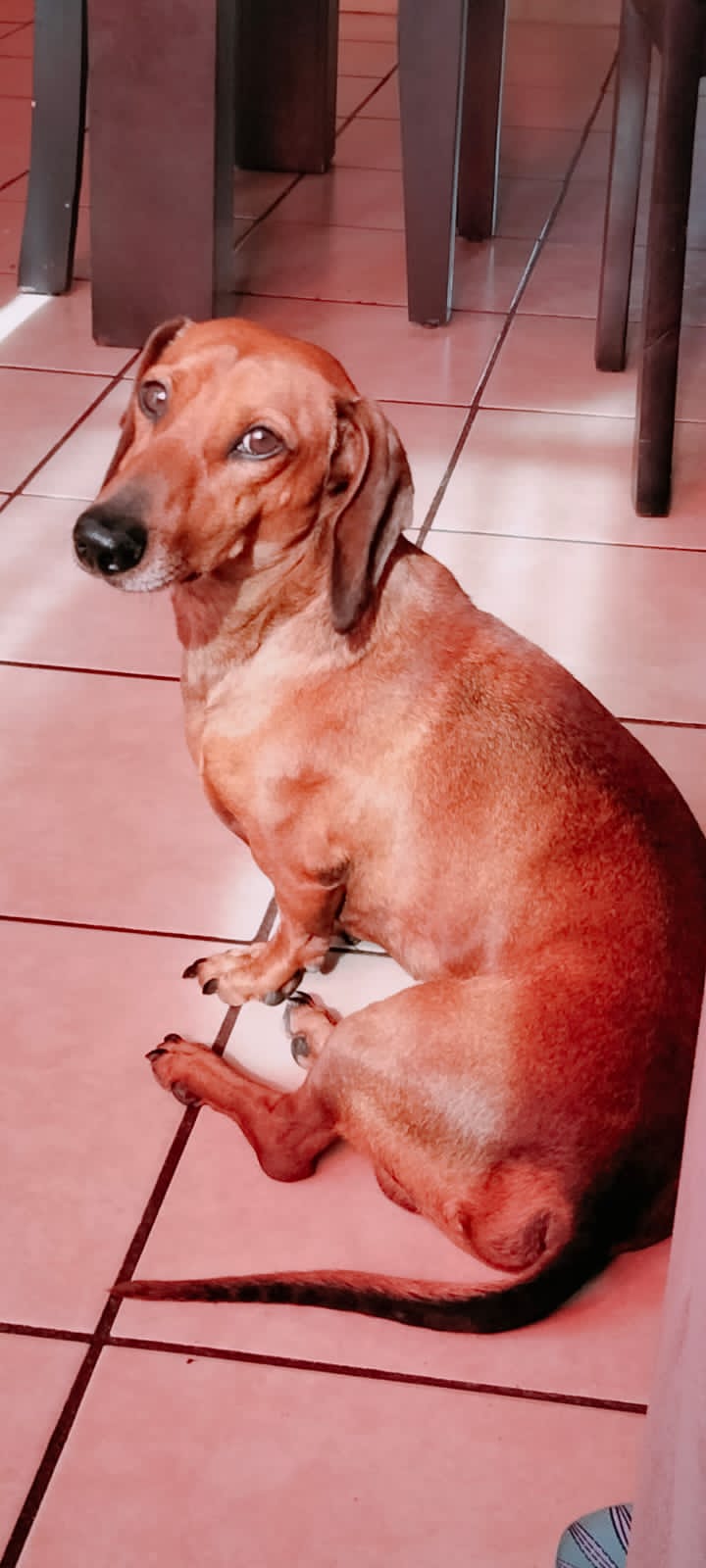 Maximiliano Cruz Jimenez | Pet Forever