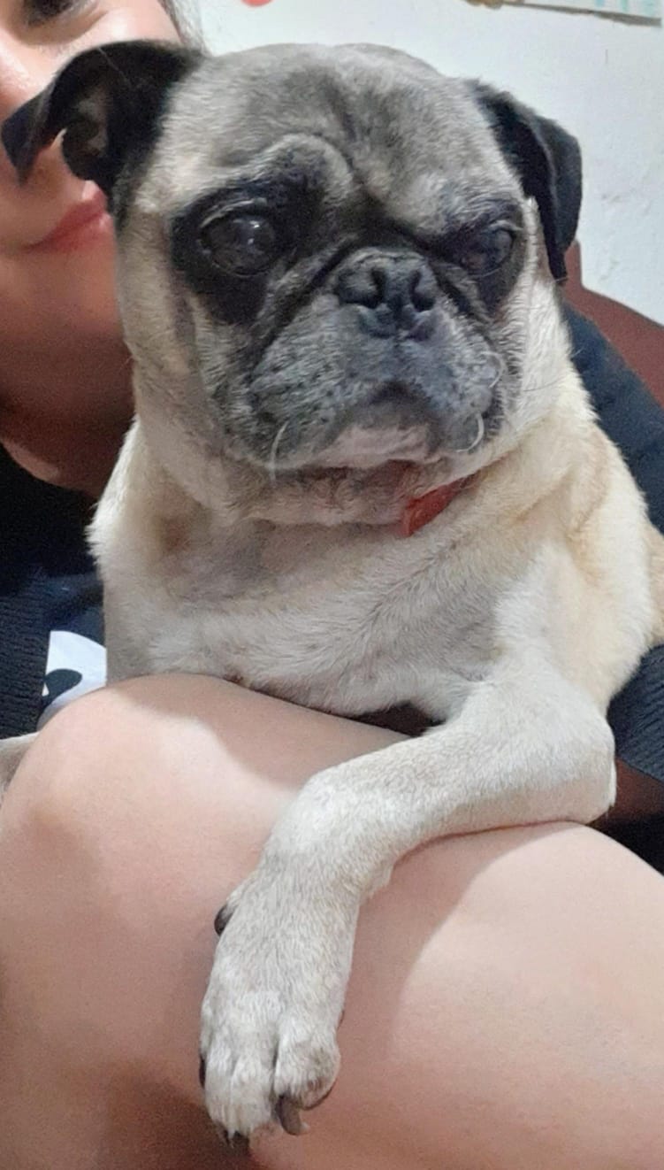 Fermin | Pet Forever