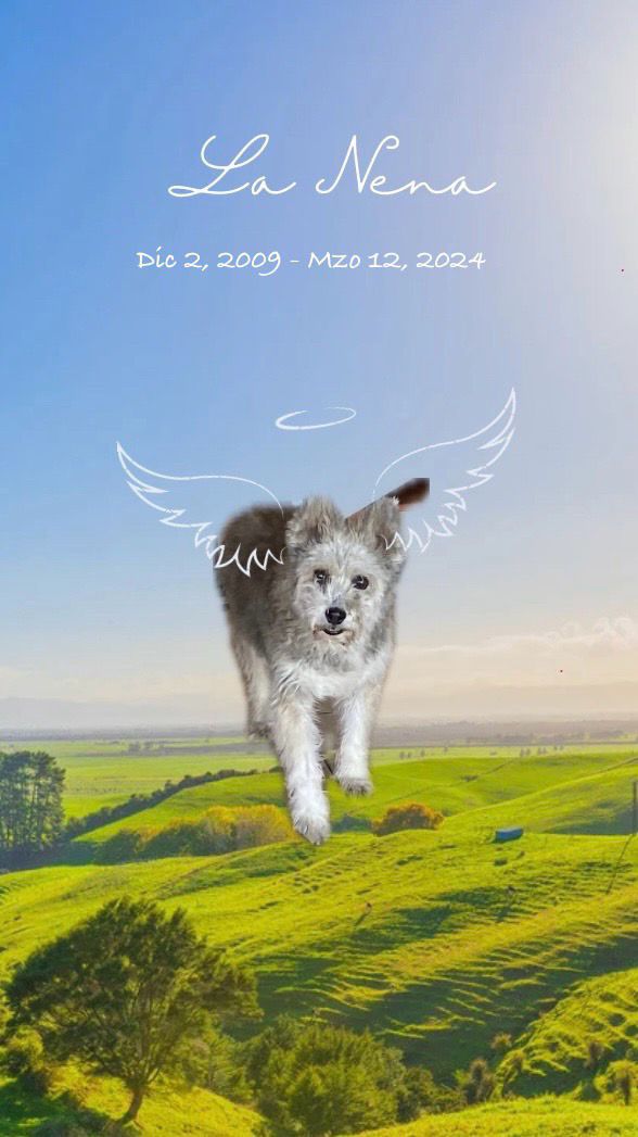 La Nena | Pet Forever