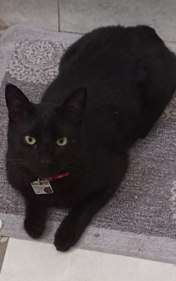 Chimuelo | Pet Forever