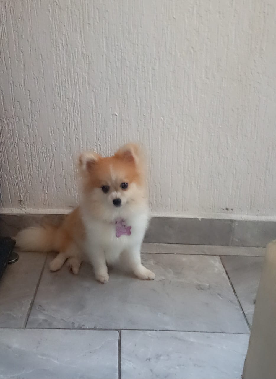 CHANEL | Pet Forever