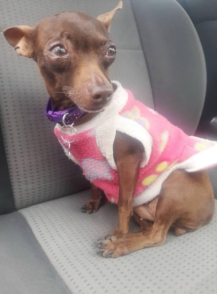 Brandy | Pet Forever