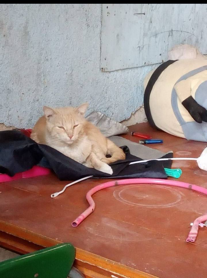 WERITO | Pet Forever