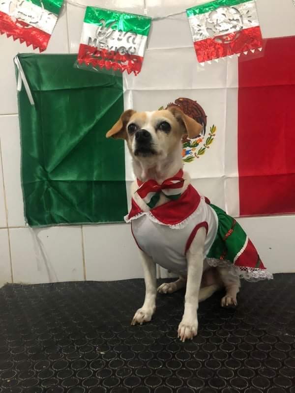 Poppys Luna | Pet Forever