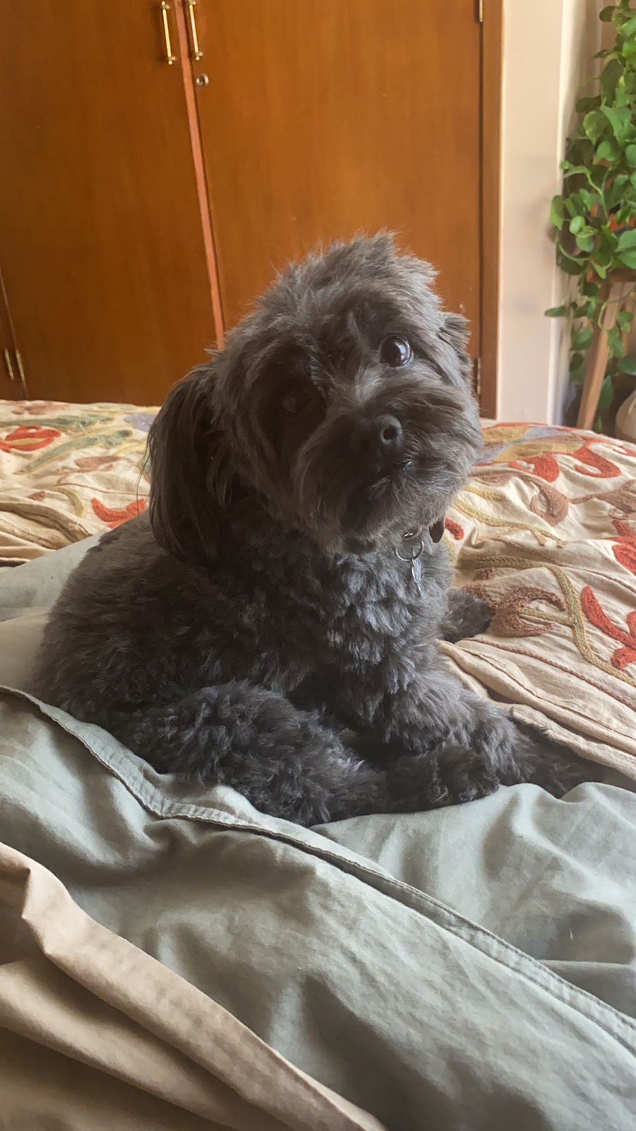 Tomás | Pet Forever