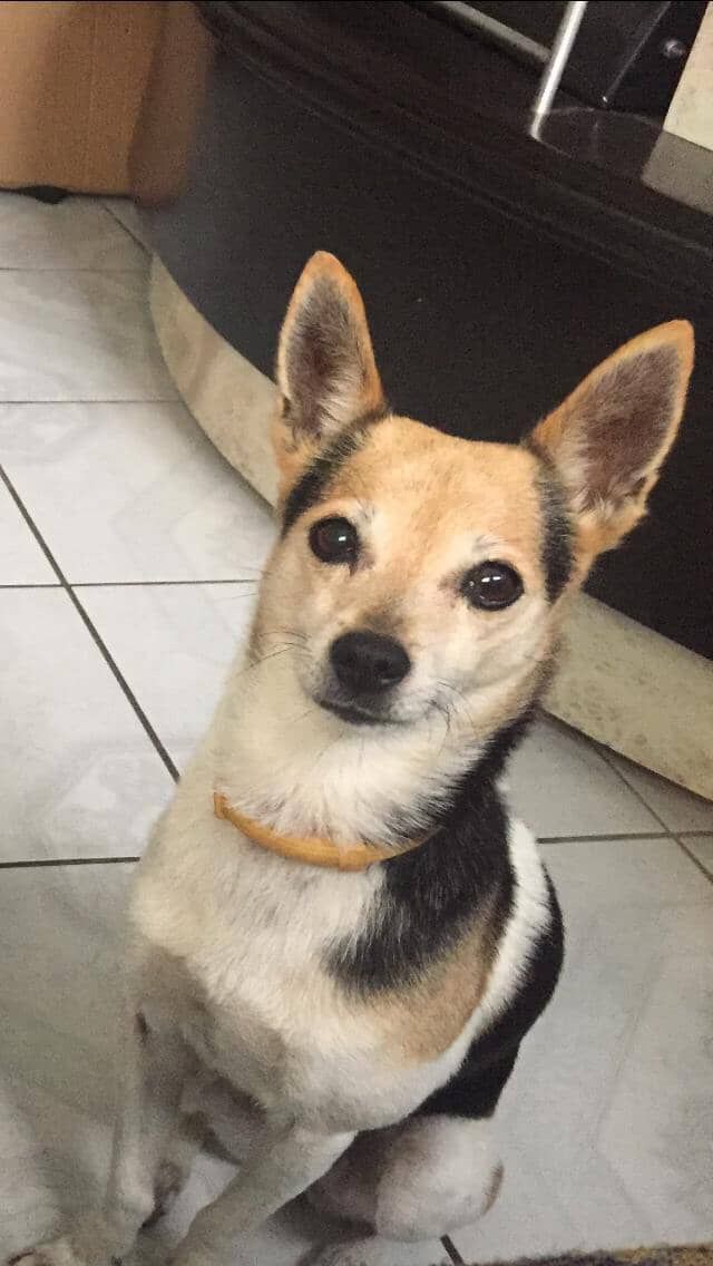 Keisha | Pet Forever