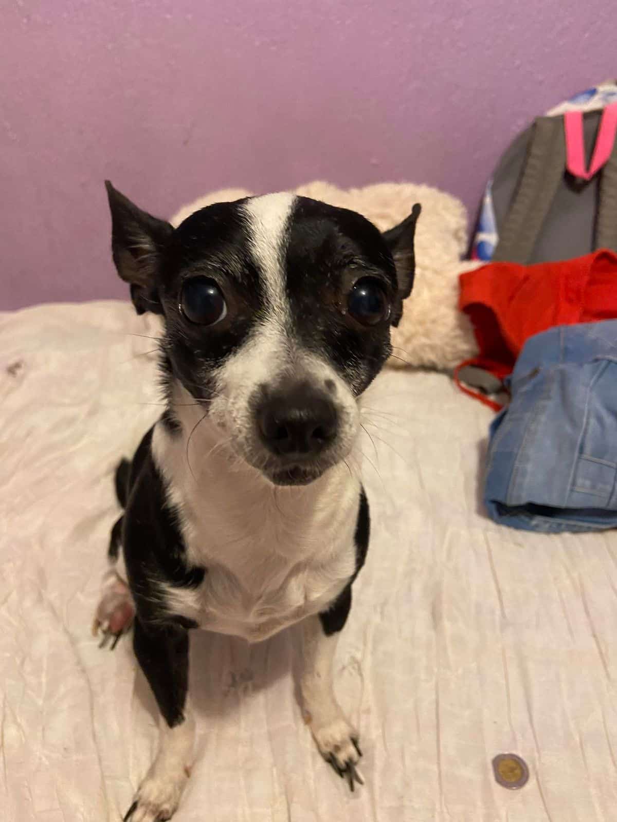 Estrella | Pet Forever