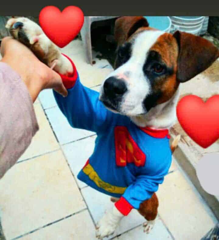 Lucky One | Pet Forever