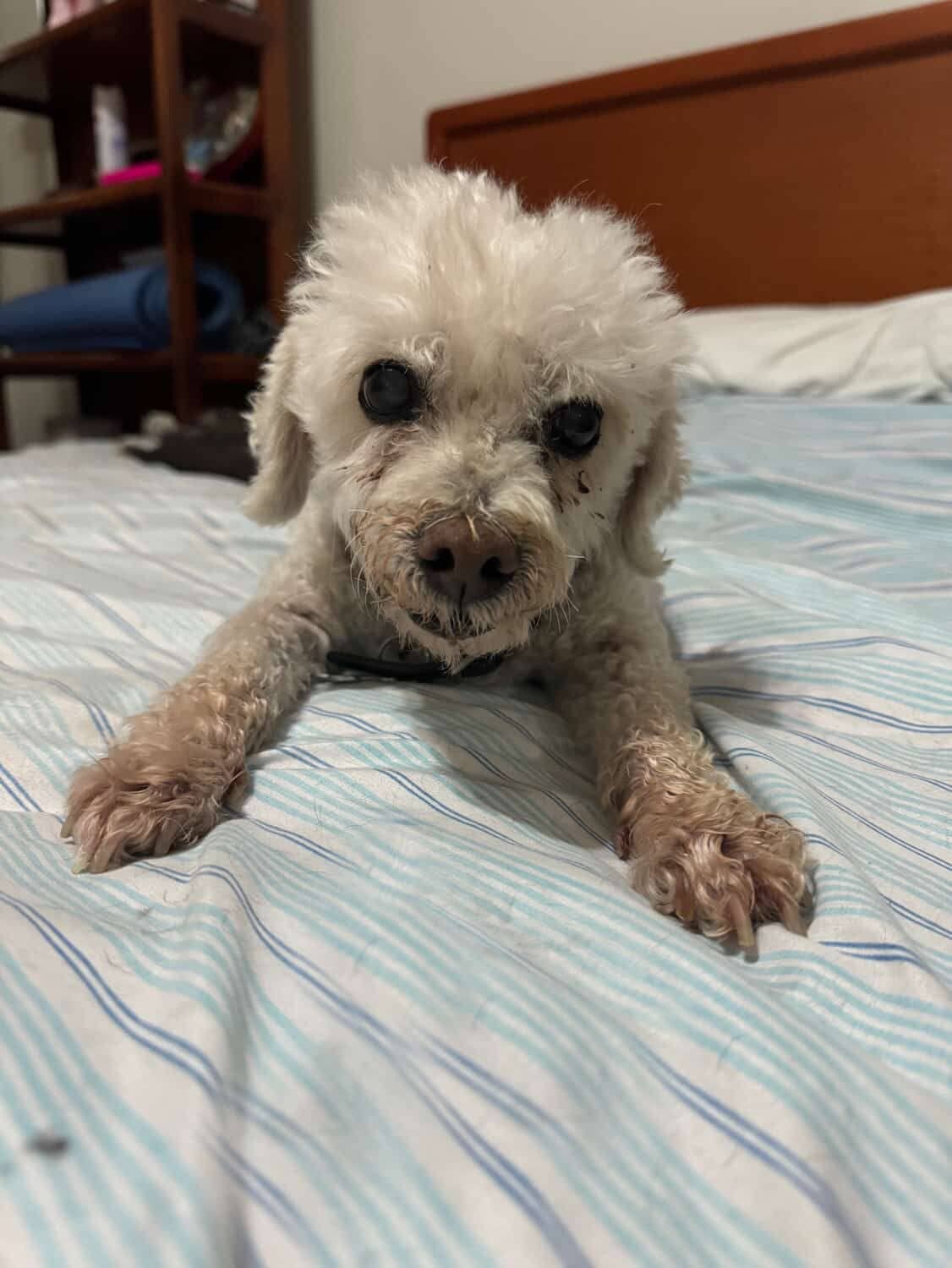 Perrin | Pet Forever