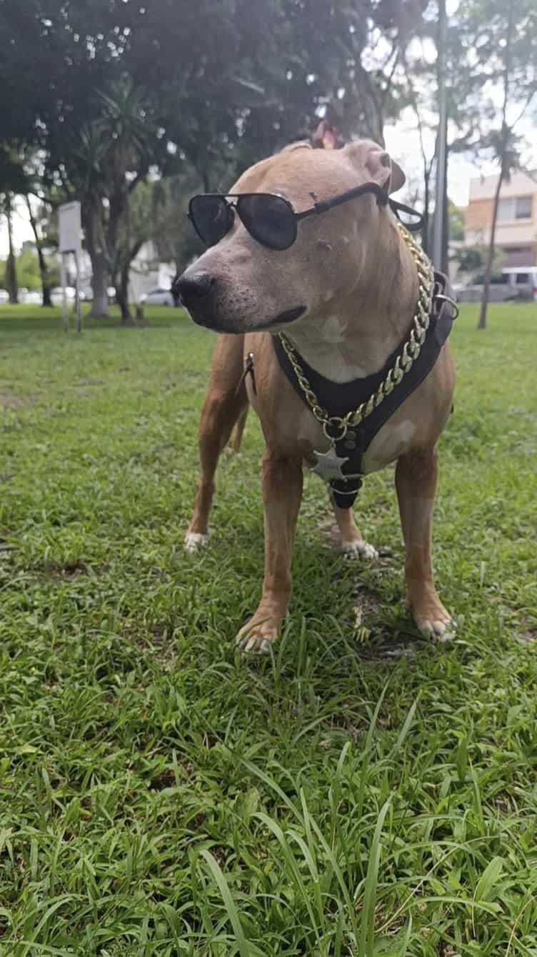 Simba | Pet Forever
